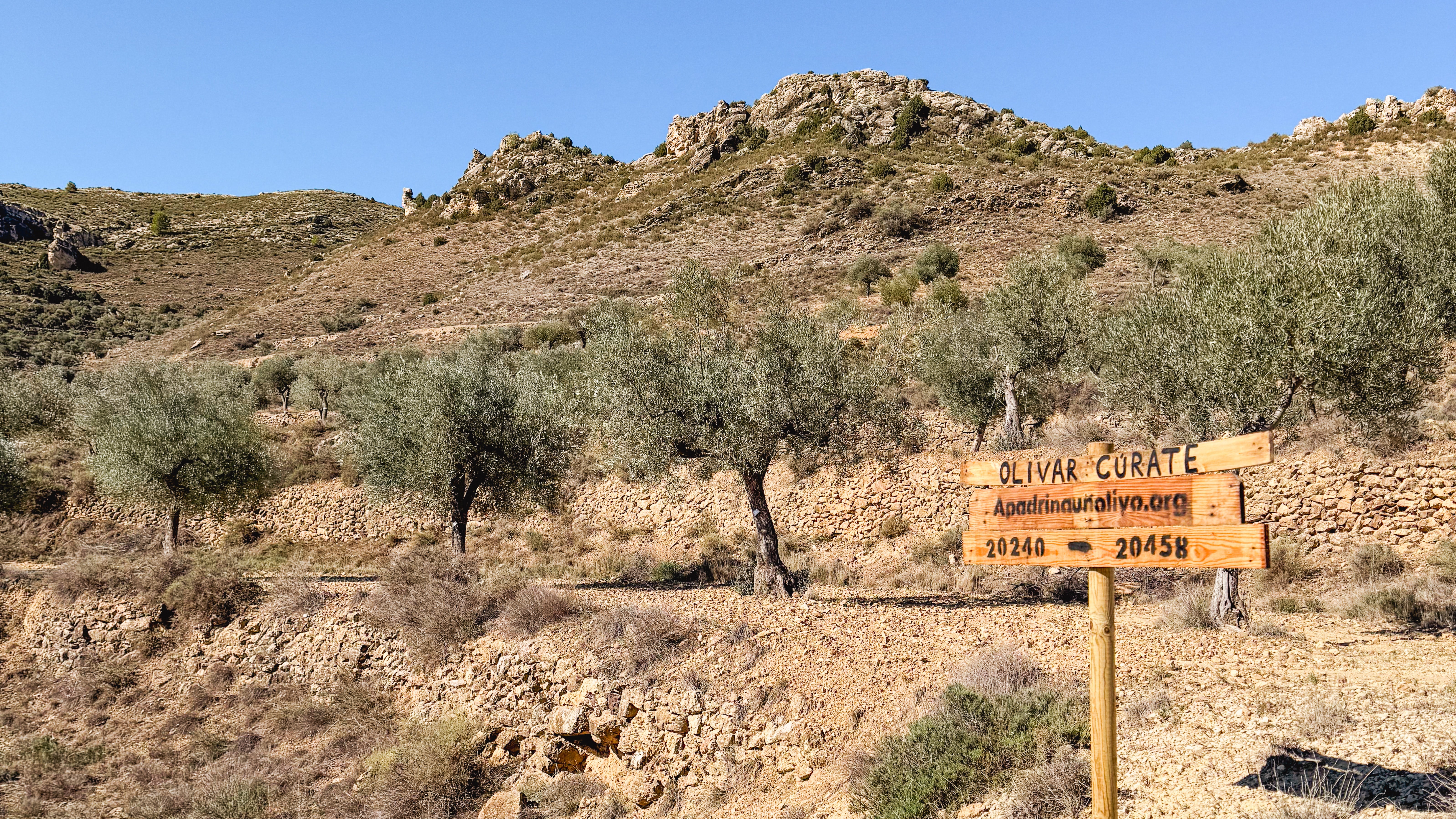 Adopt an Olive Tree – Cúrate at Home